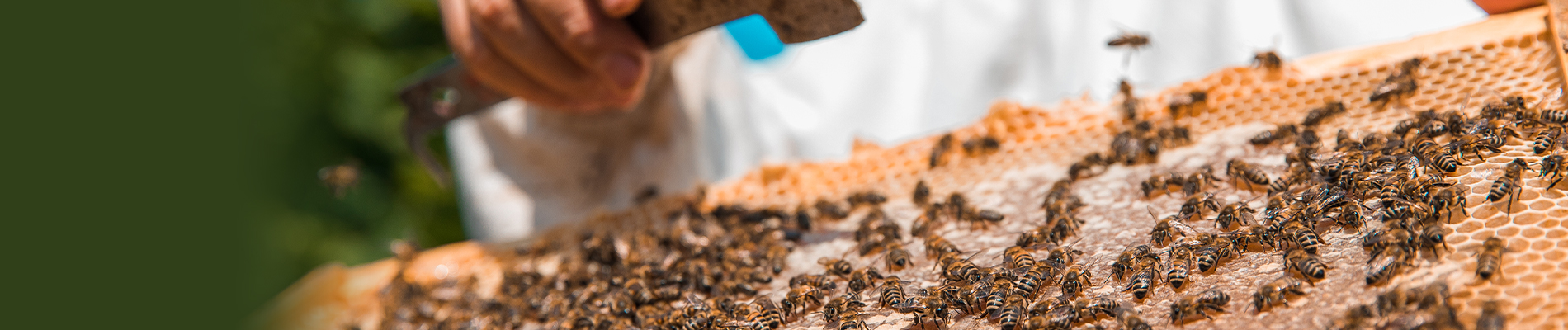 Bee Removal Laplace, LA - Honey Bee Removal