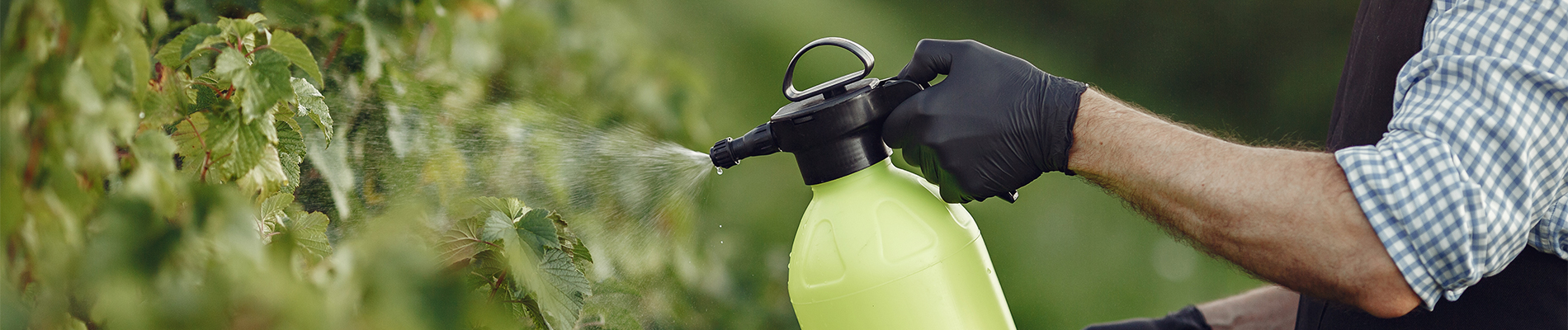 Insect Control Alhambra, CA - Wasp Insect Control